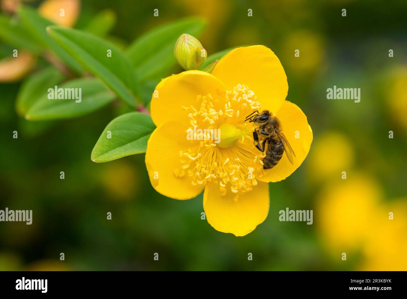 Honey bee (Apis mellifera) pollinating a goldencup St. John's wort ...