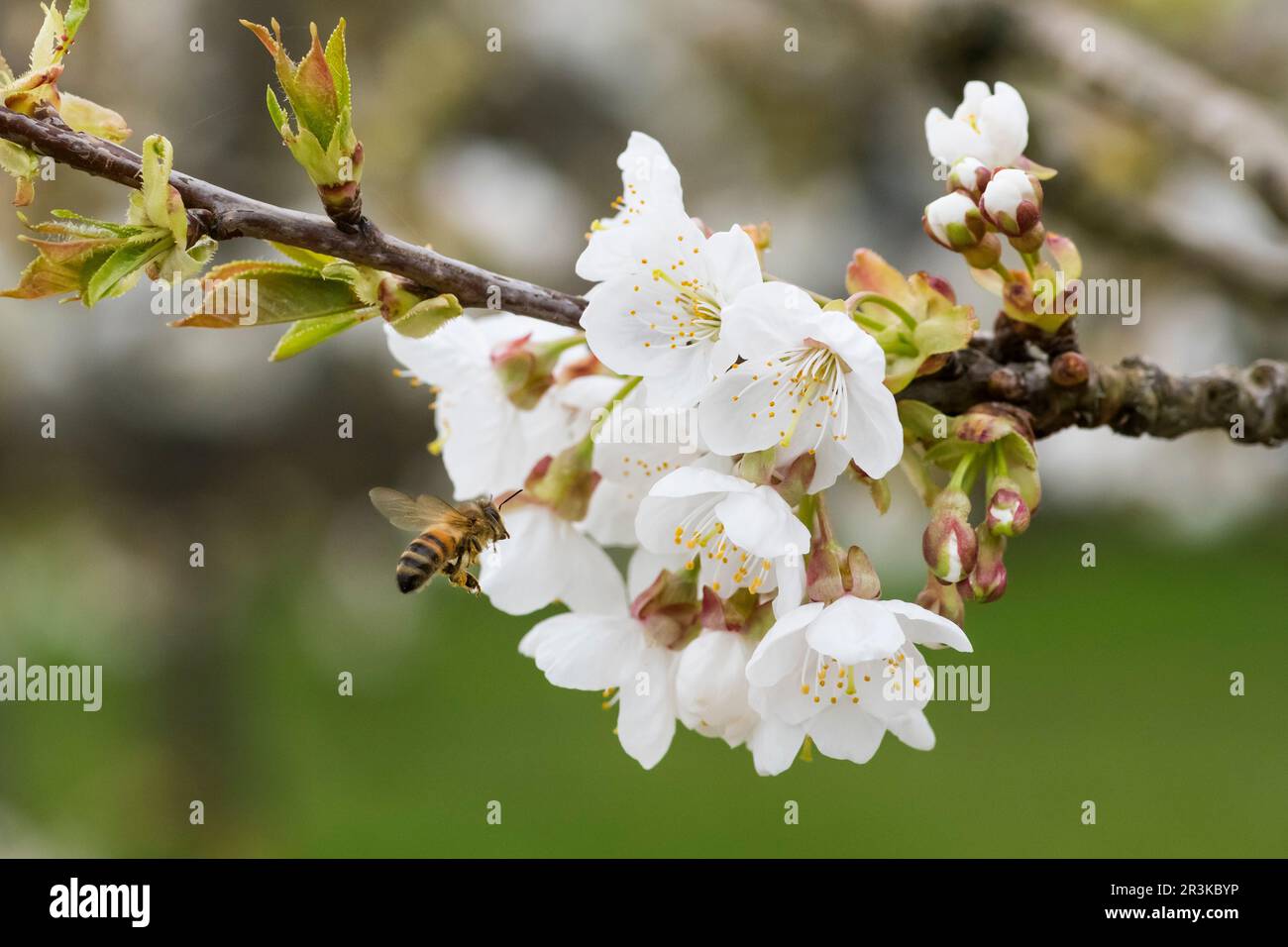 Honey bee (Apis mellifera) pollinating a Prunus Blanche douce flower ...