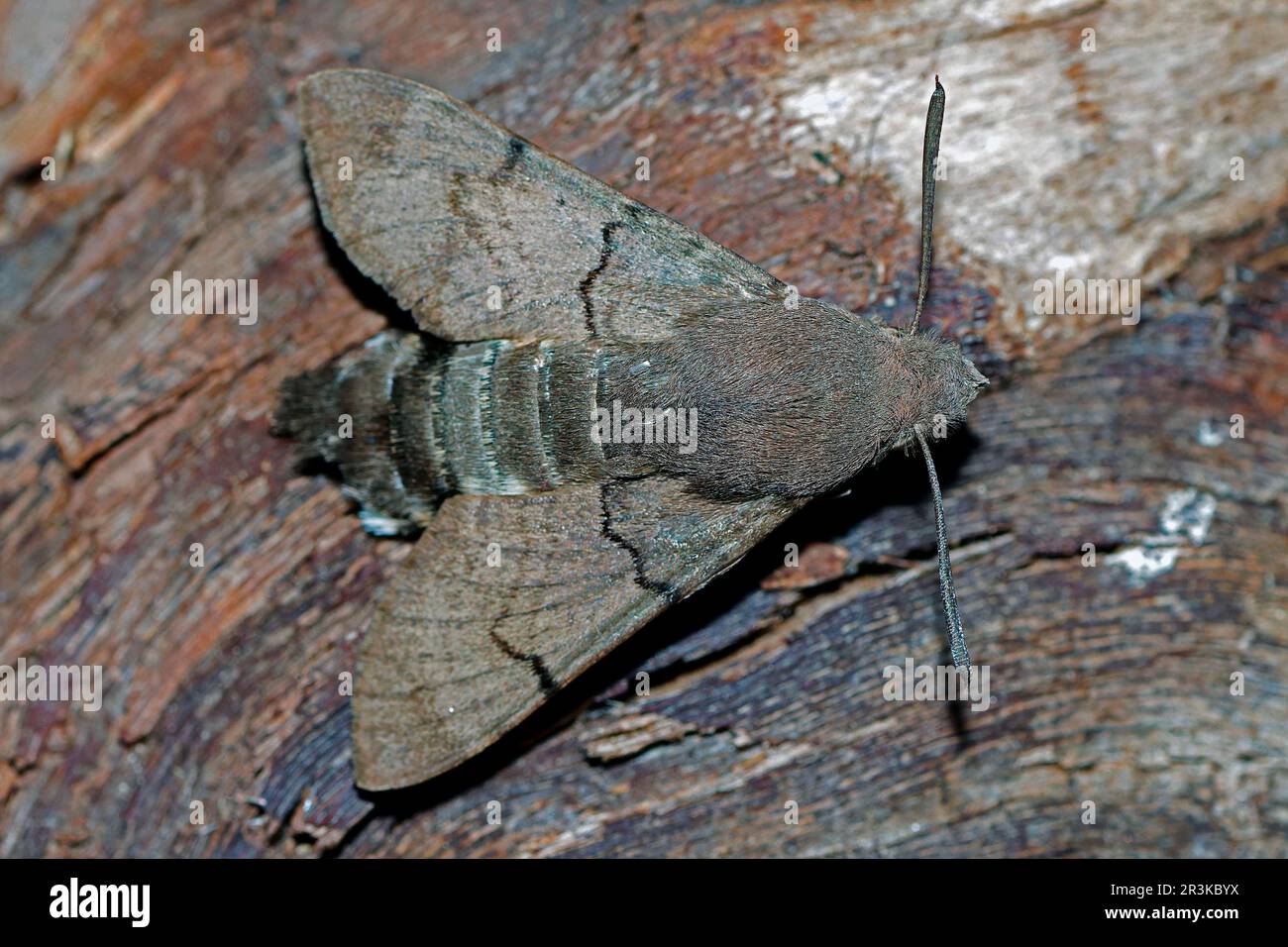 Olive Bee Hawk-moth (Macroglossum stellatarum) on wood, top view, Gers ...