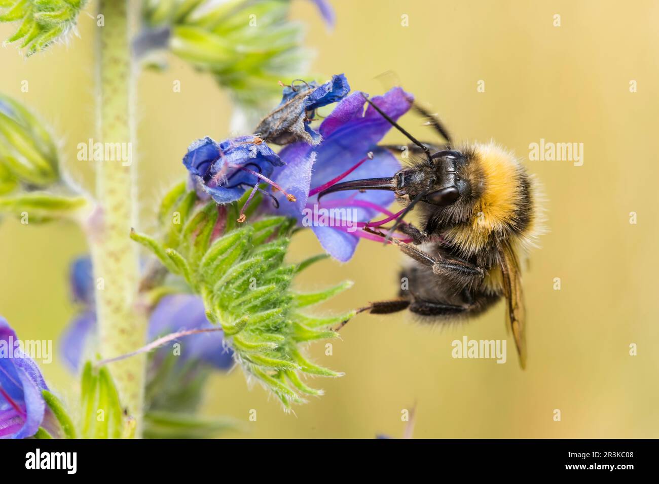 Cuckoo bumblebee (Bombus campestris (Psythirus) parasites of field ...
