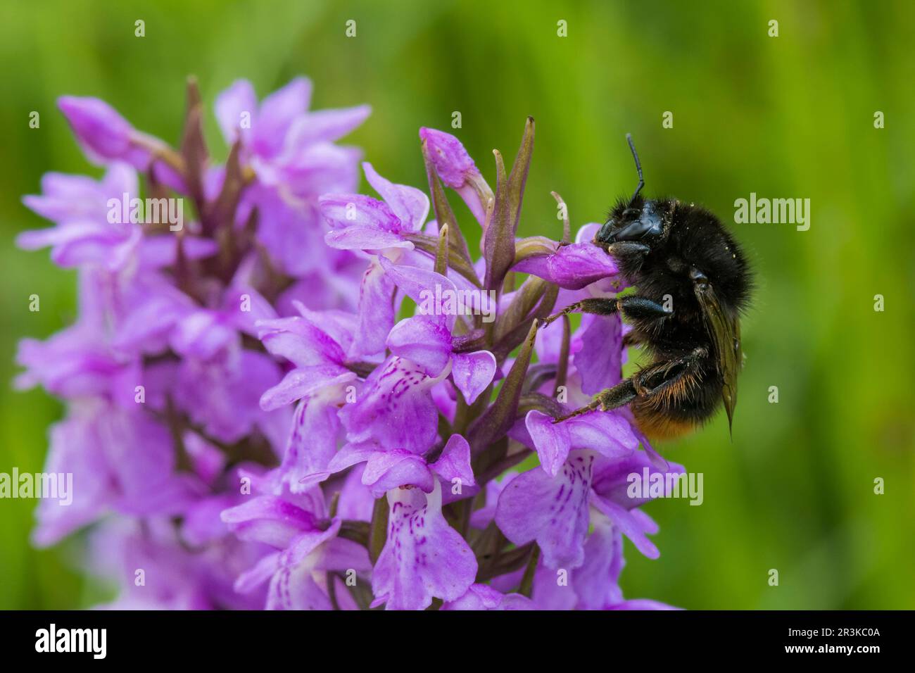 Red-tailed Bumblebee (Bombus lapidarius) pollinator on a neglected ...