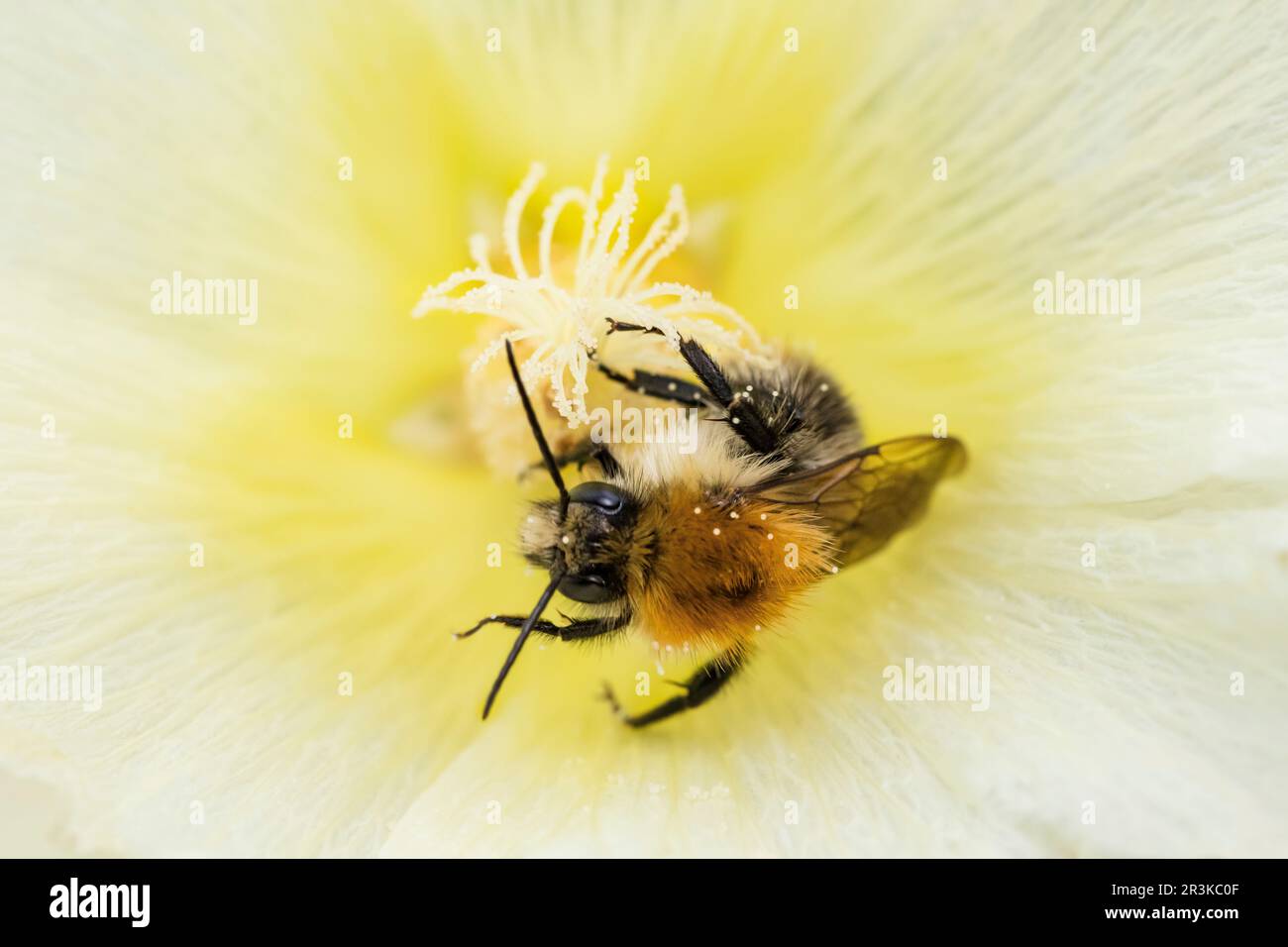 Tree Bumblebee (Bombus hypnorum) pollinating a hollyhock (Alcea rosea ...
