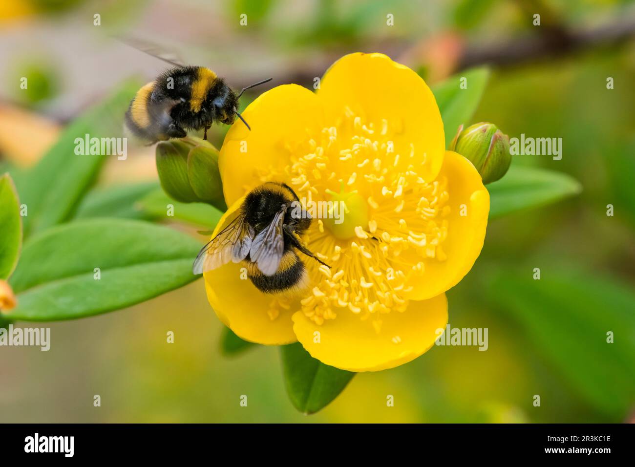 Bumblebee (Bombus sp) on golden St. John's wort (Hypericum patulum ...