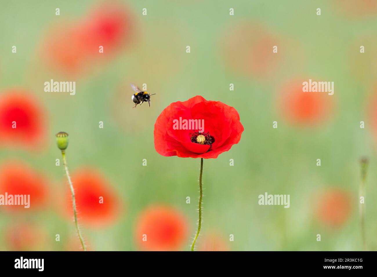 Buff-tailed Bumblebee (Bombus terrestris) pollinator on poppy (Papaver ...