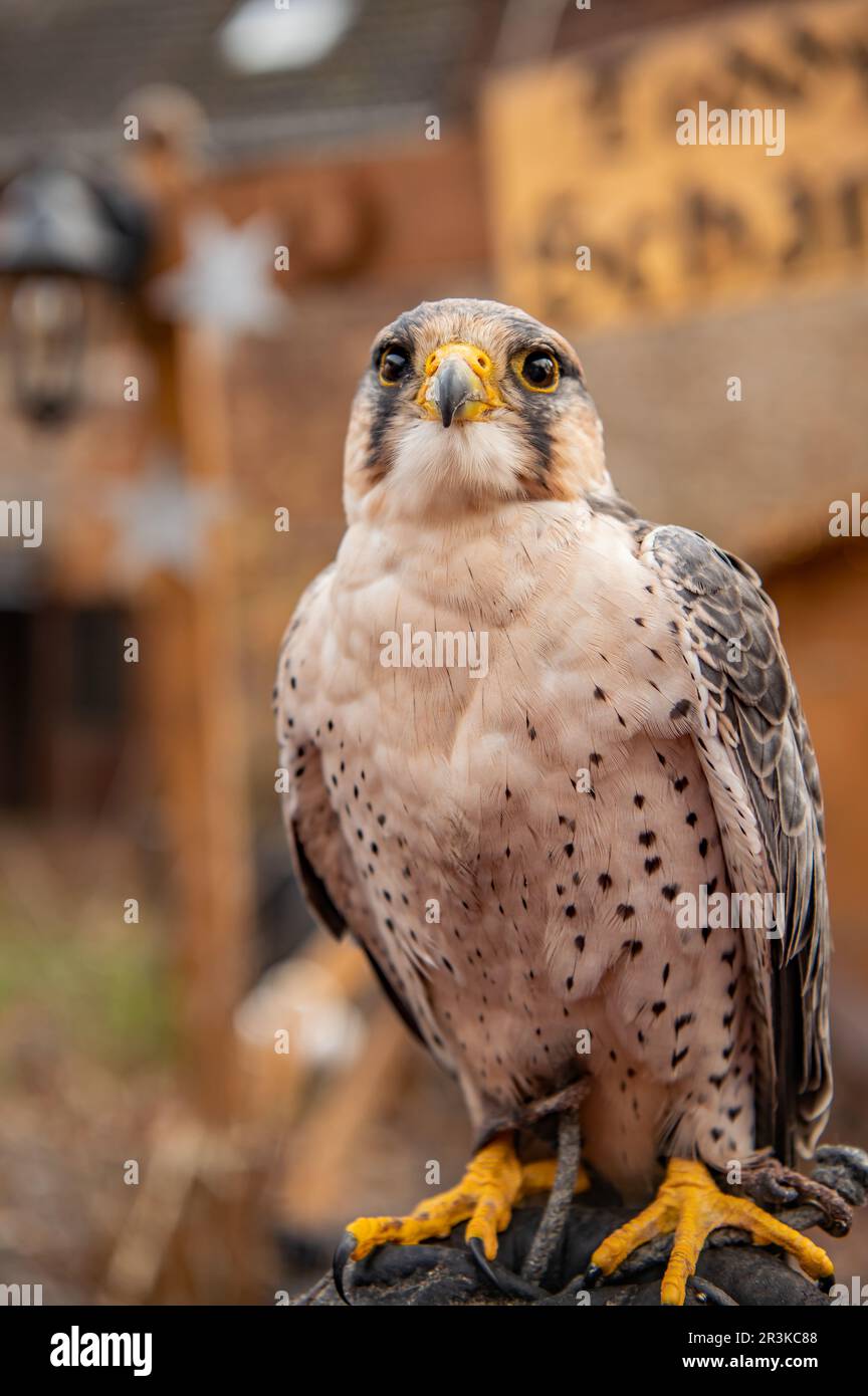 Falcon shape hi-res stock photography and images - Alamy