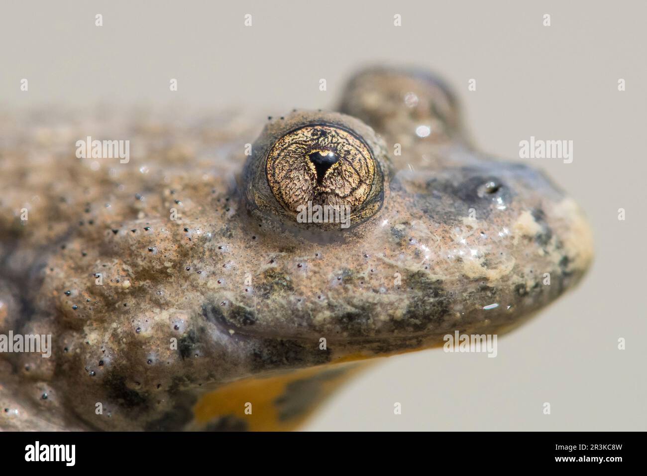 Portrait of Yellow-bellied toad (Bombina variegata) heart-shaped eye ...