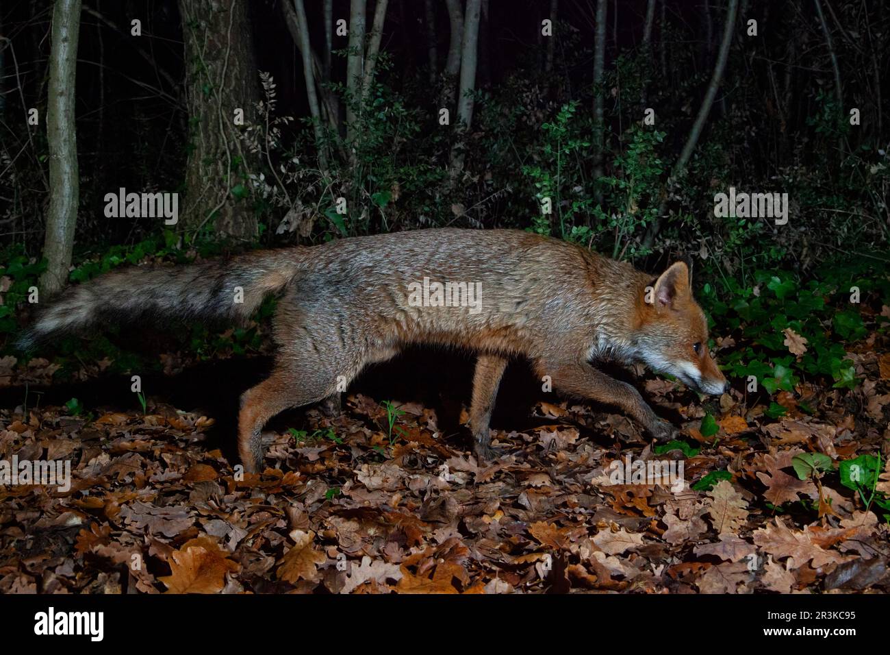 Red Fox (Vulpes vulpes crucigera), side view of an adult waking in a ...