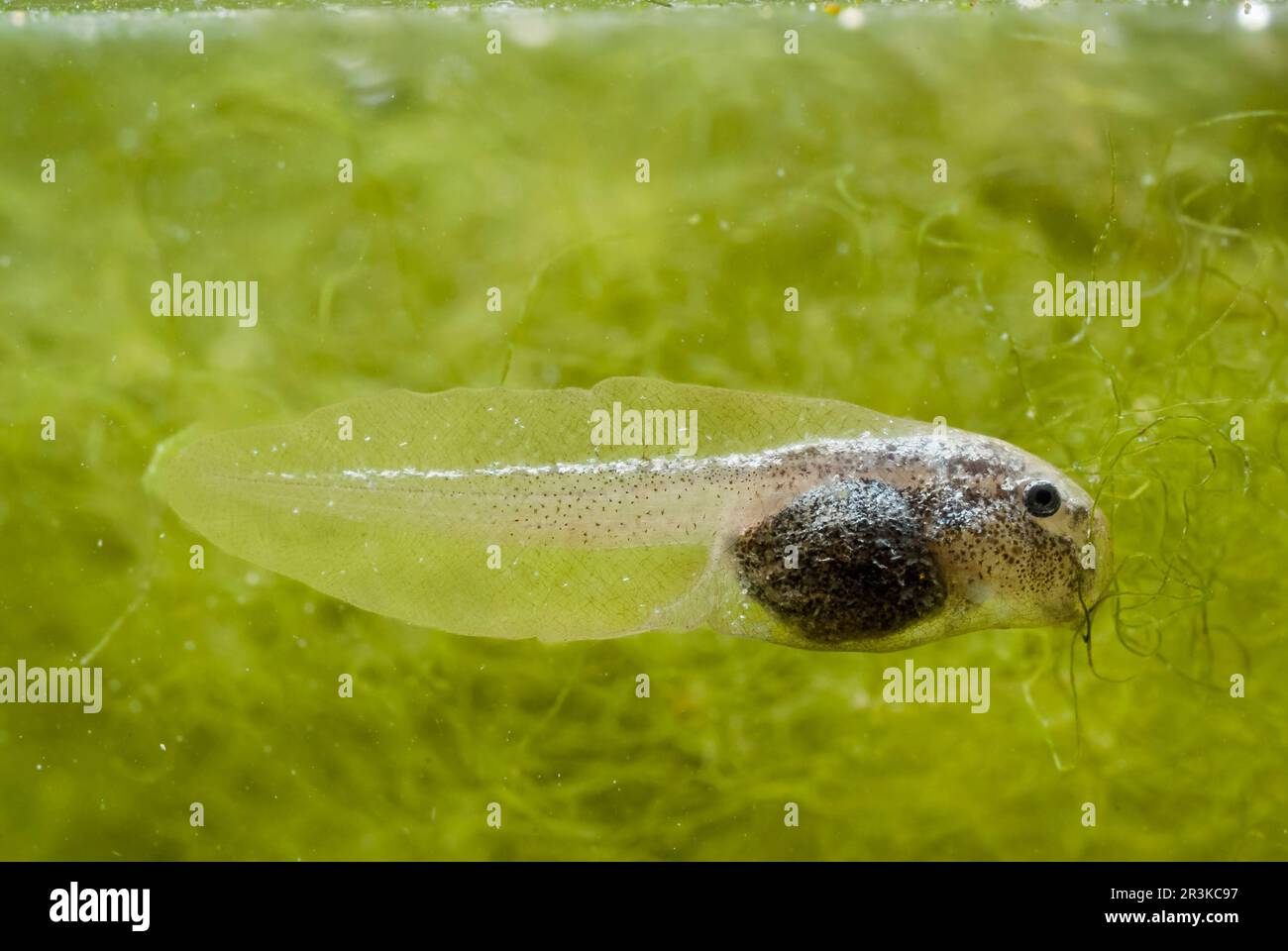 Yellow-bellied toad (Bombina variegata) tadpole in a pond, France Stock ...