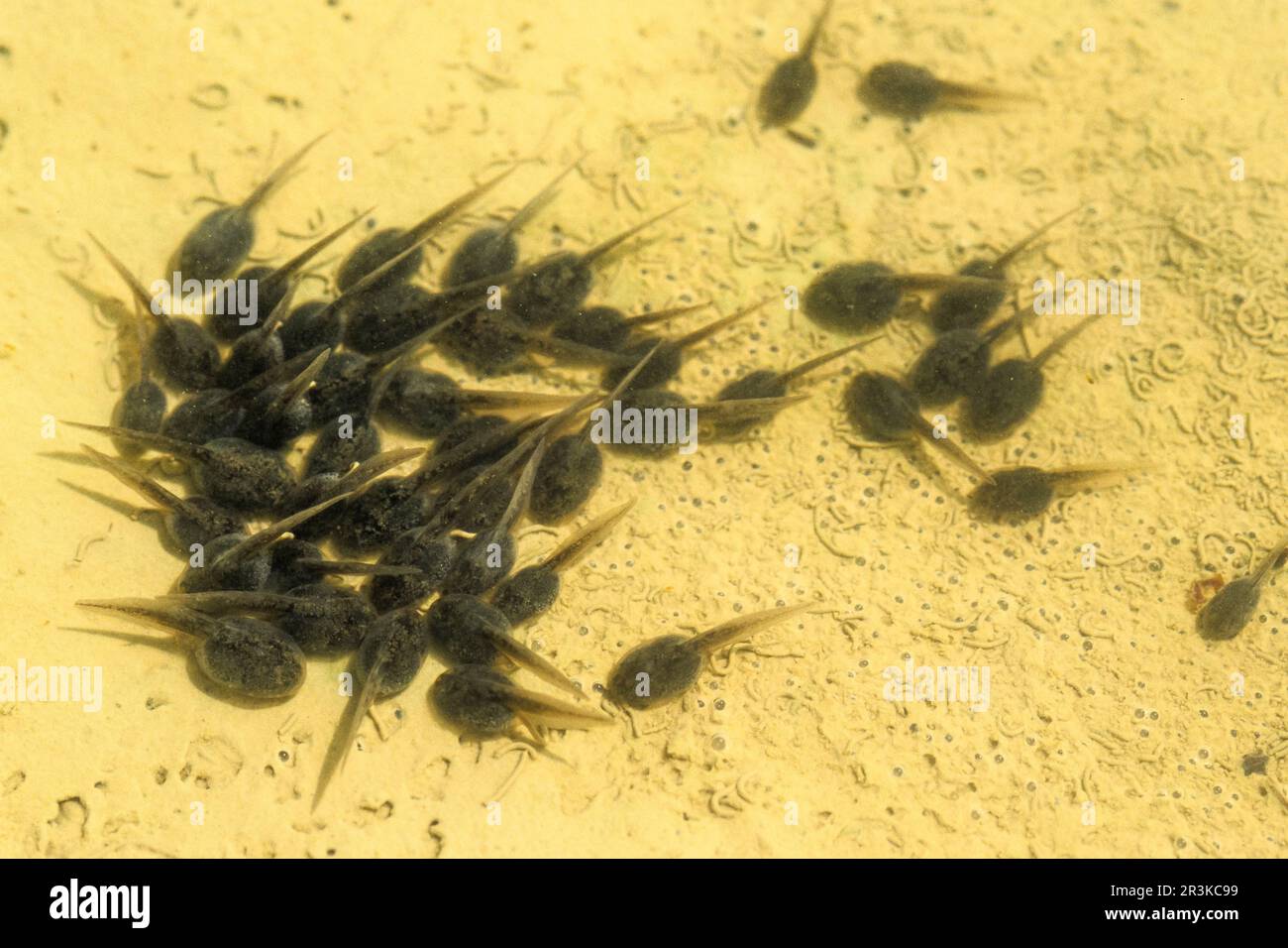 Yellow-bellied toad (Bombina variegata) tadpoles in pond, France Stock ...