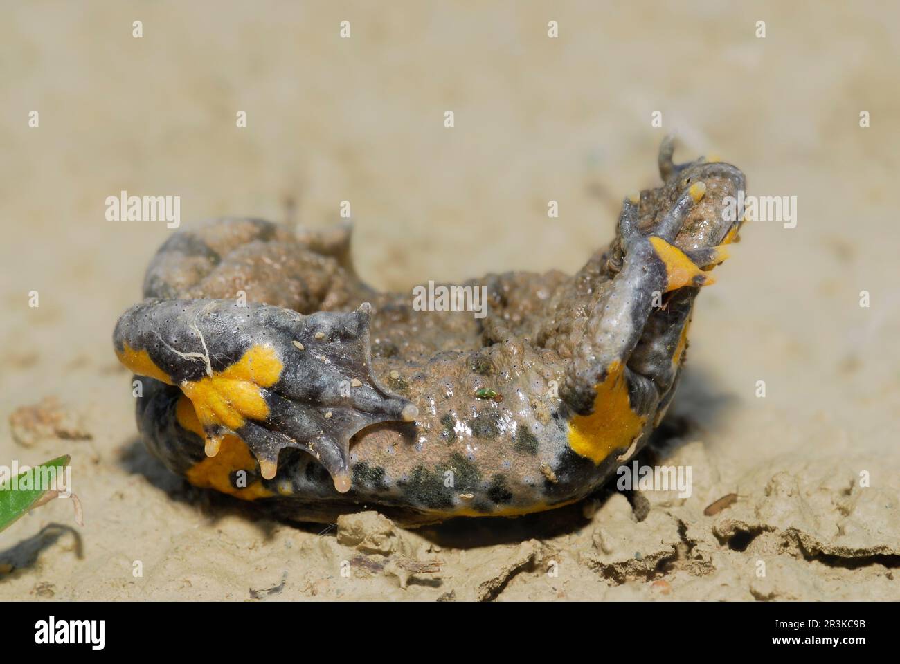 Yellow-bellied toad (Bombina variegata) Catalepsy, France Stock Photo ...