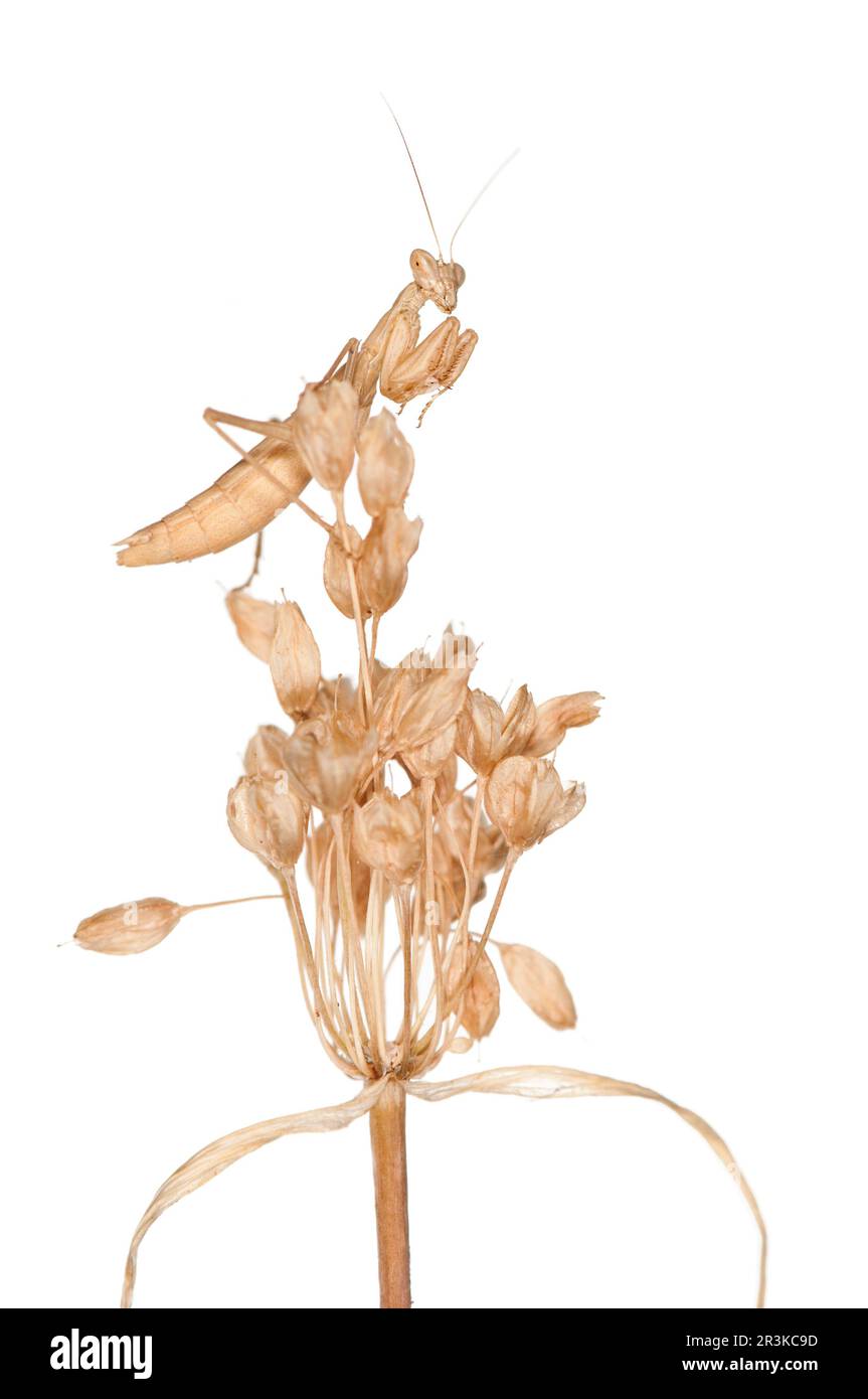 Profile of a European Dwarf Mantis (Ameles decolor) on the white ...