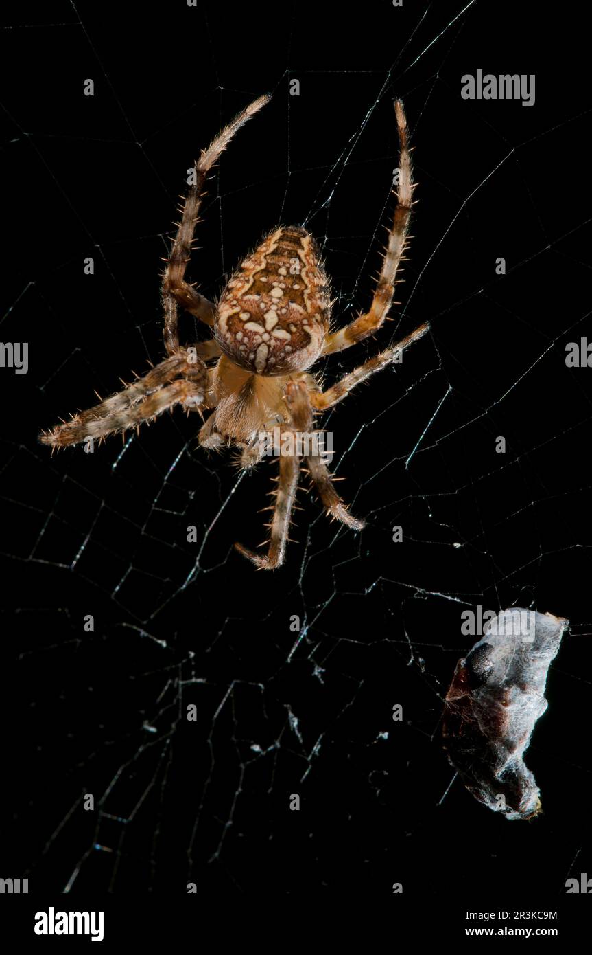 Garden / Cross spider (Araneus diadematus) with a pray in its web on ...