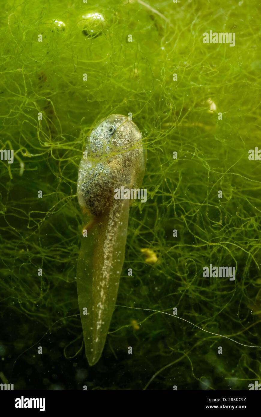 Yellow-bellied toad (Bombina variegata) tadpole in a pond, France Stock ...