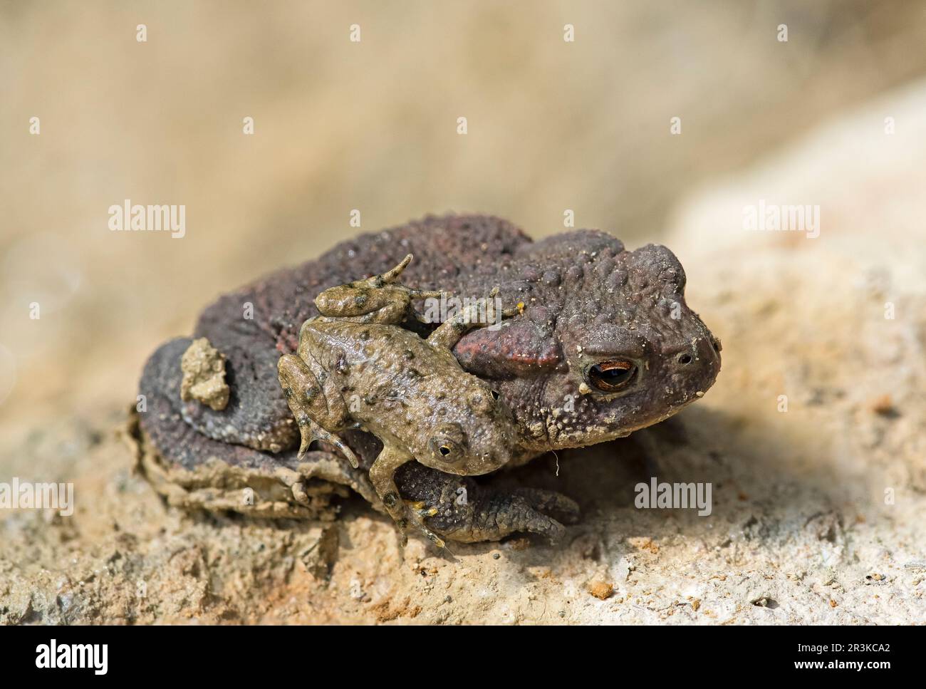 Unusual encounter: Yellow-bellied toad (Bombina variegata) on Common ...