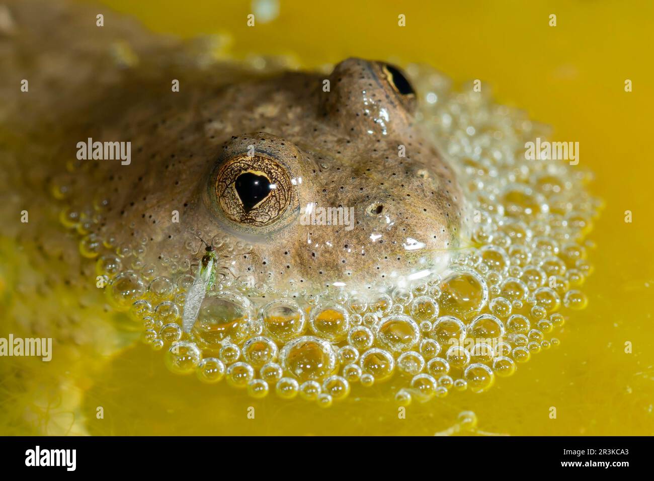Yellow-bellied Toad (Bombina variegata) portrait with bubbles in water ...