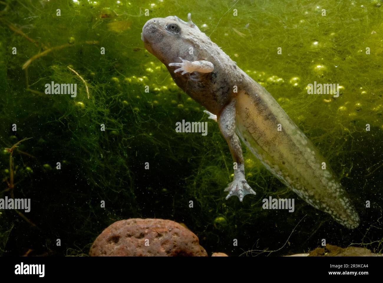 Yellow-bellied toad (Bombina variegata) tadpole at the end of its ...