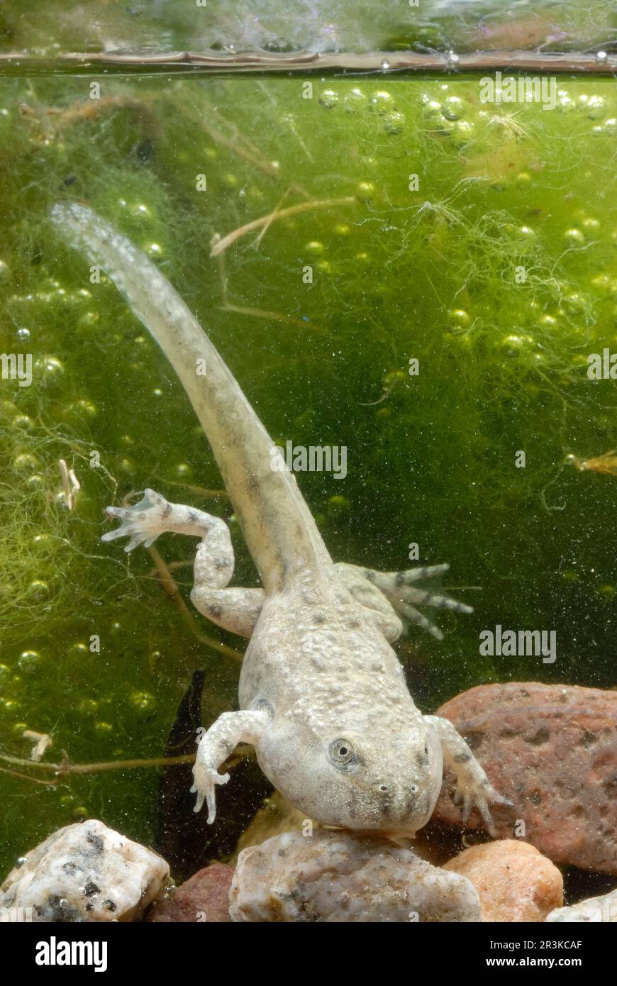 Yellow-bellied toad (Bombina variegata) tadpole at the end of its ...