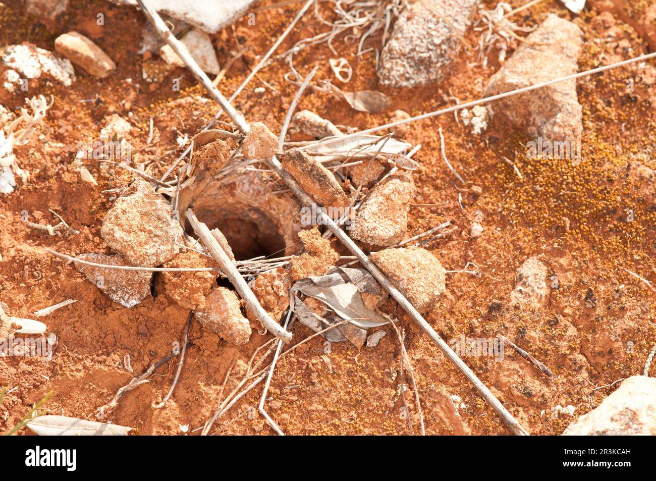 Typical burrow entrance of the Tarantula's Wolf Spider (Lycosa ...