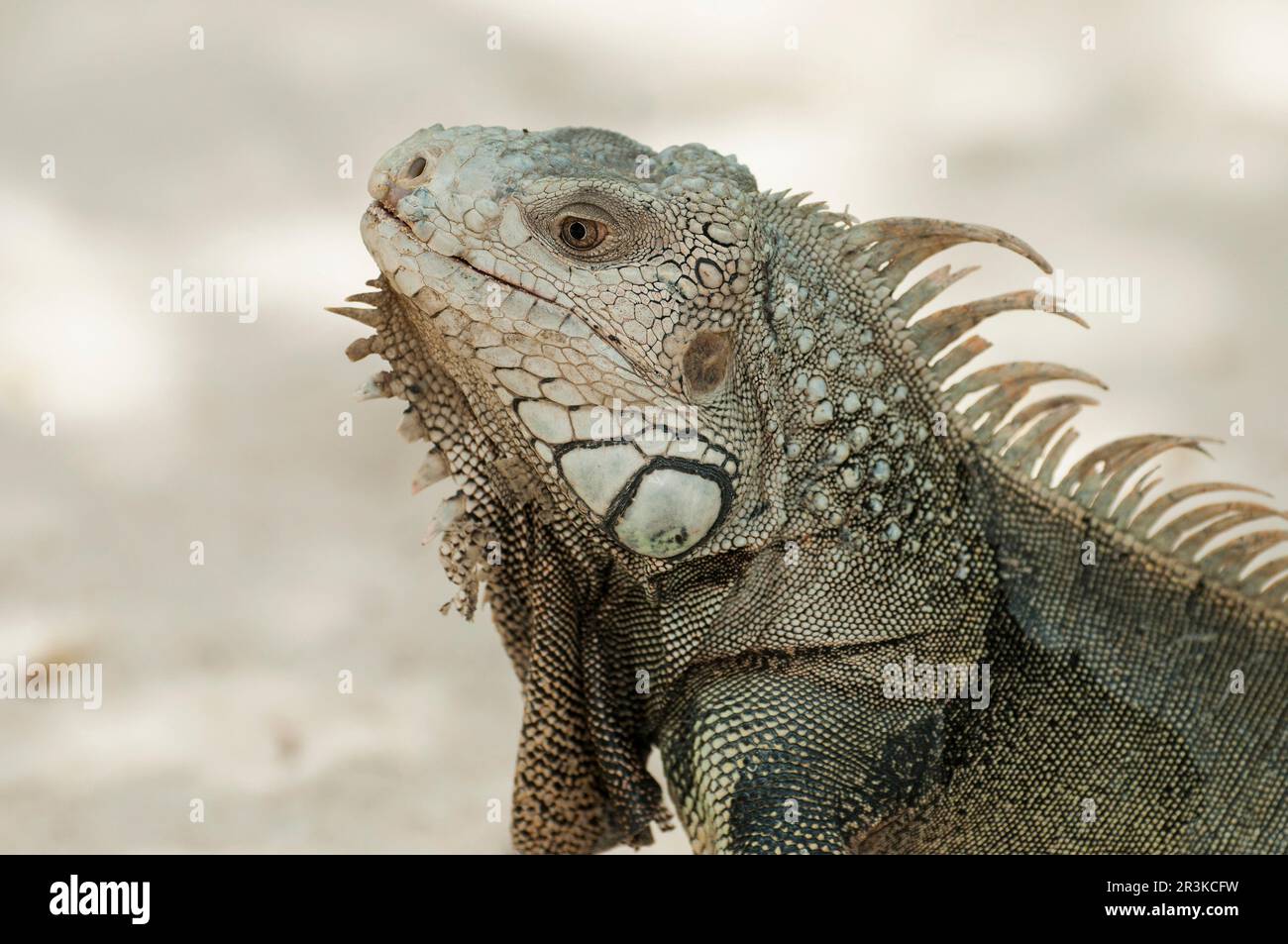 Portrait of an adult green iguana (Iguana iguana), Aruba, Netherlands ...