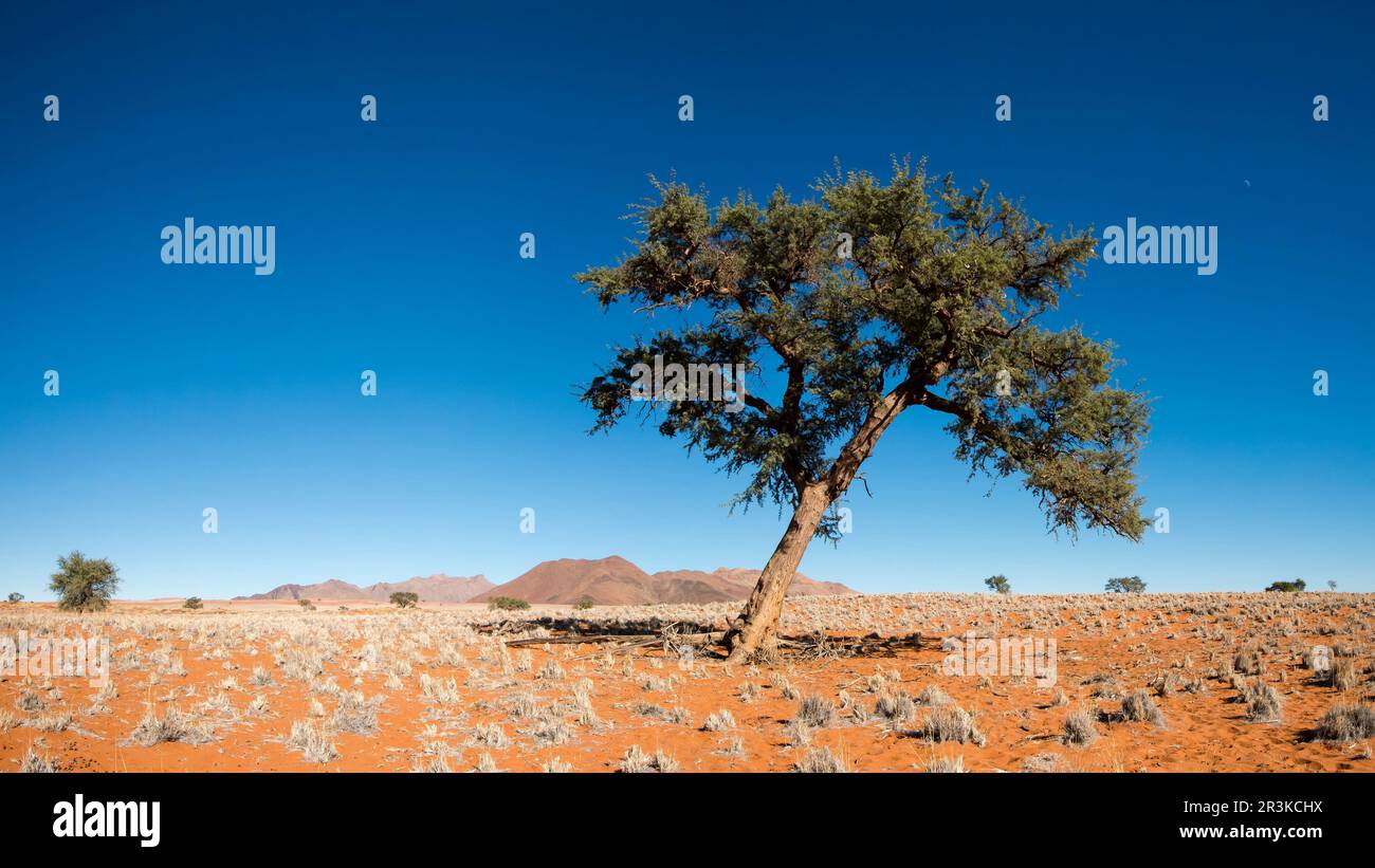 NamibRand Nature Reserve landscape, Namibia Stock Photo - Alamy