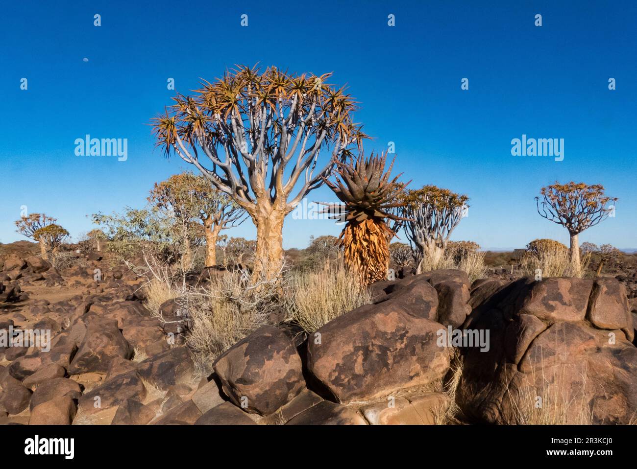 Quiver tree forest (Aloe dichotoma), Namibia Stock Photo - Alamy