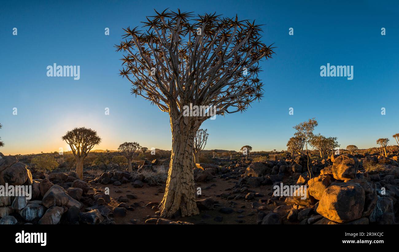Quiver tree forest (Aloe dichotoma), at sunset, Namibia Stock Photo - Alamy