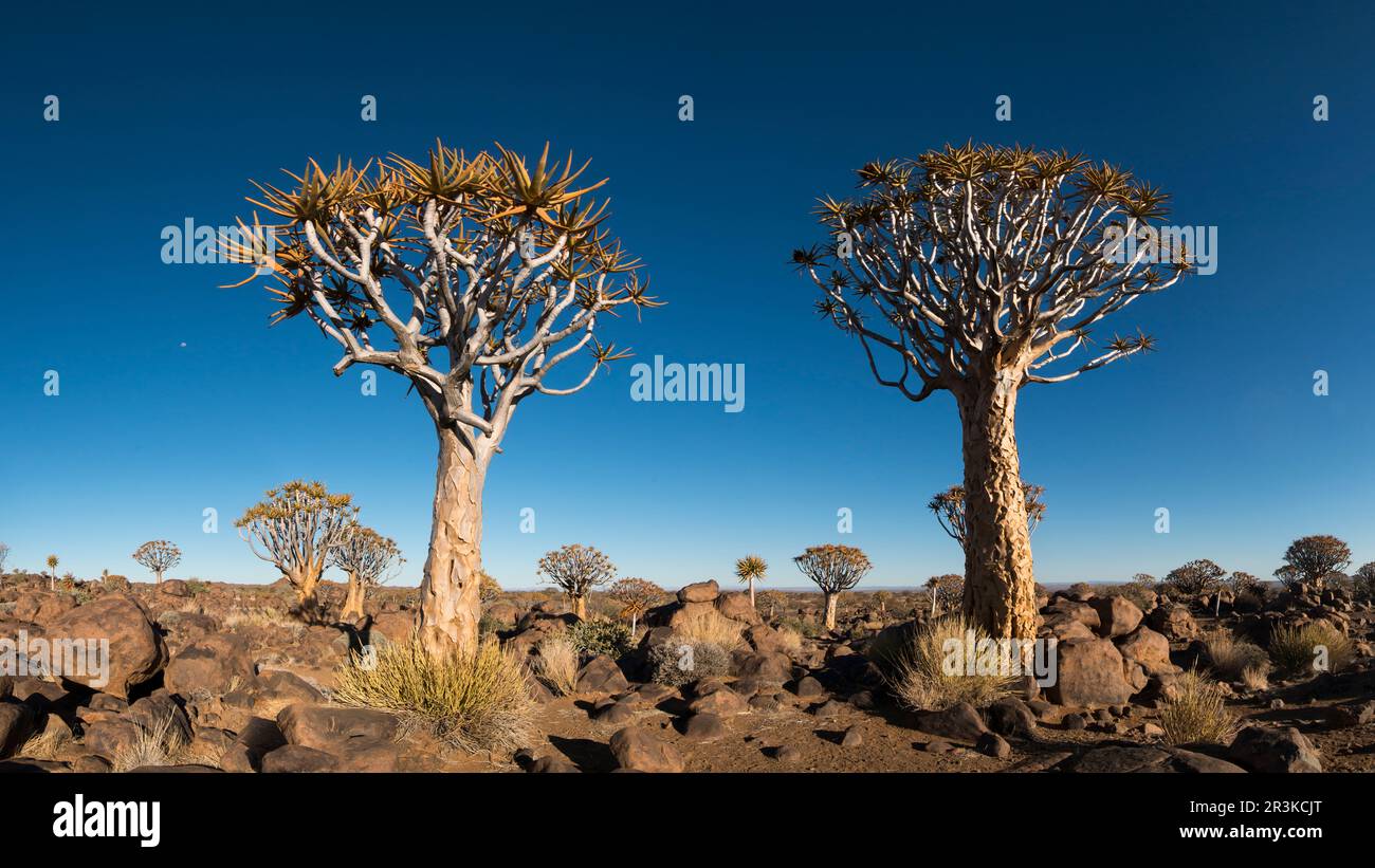 Quiver tree forest (Aloe dichotoma), Namibia Stock Photo - Alamy