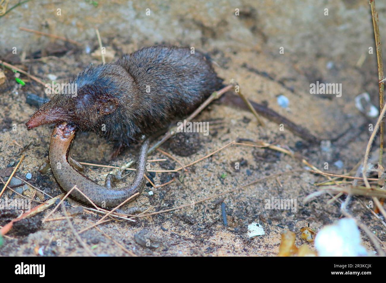 African giant shrew (Crocidura olivieri) eating a lizard, Casamance ...