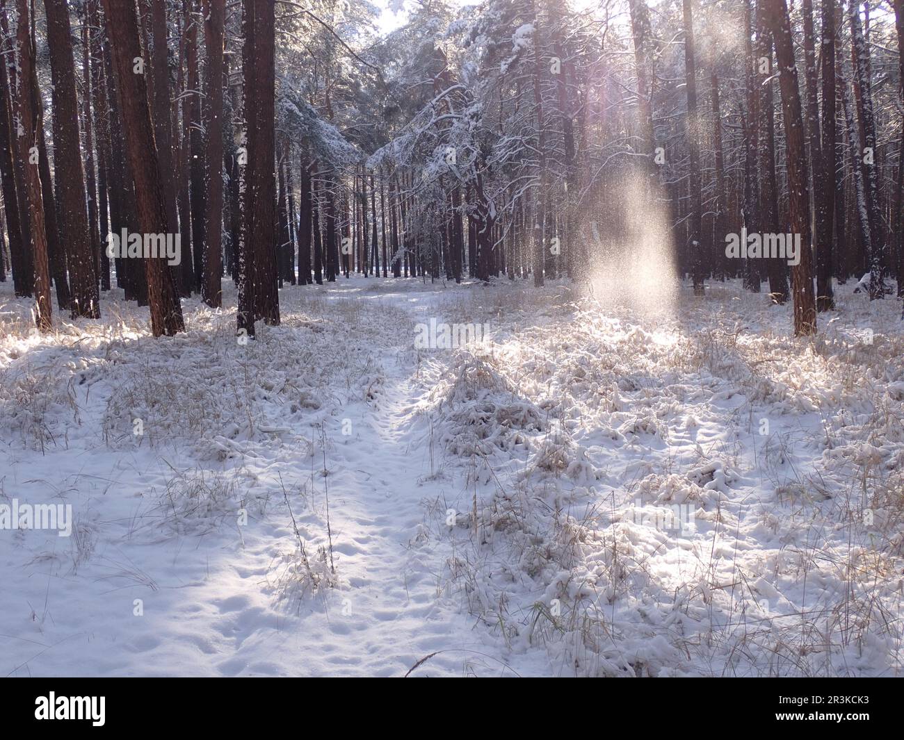 Snow in a pine forest in Brandenburg, Germany Stock Photo - Alamy