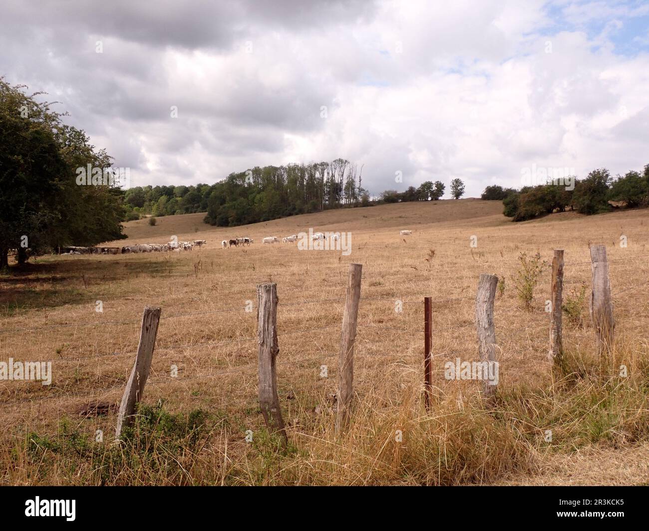 Sheep in a field in the Gaume Region in Belgium Stock Photo - Alamy