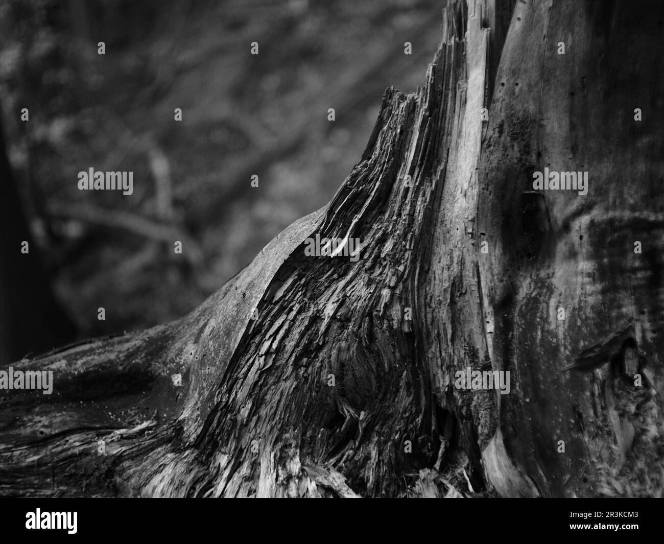 black and white picture of an old, dead tree stump Stock Photo - Alamy