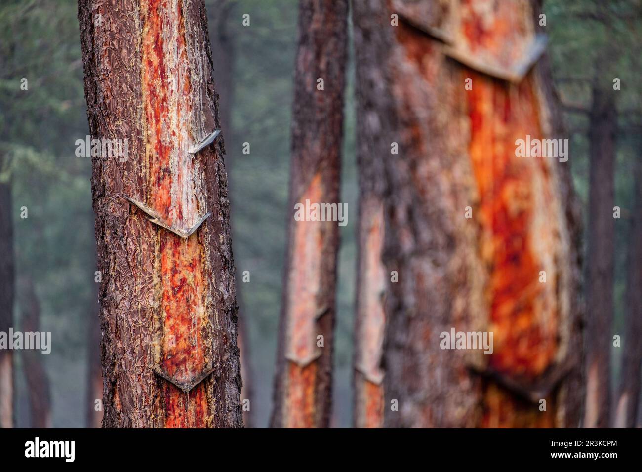 resin extraction in a Pinus pinaster forest, Montes de Coca, Segovia ...