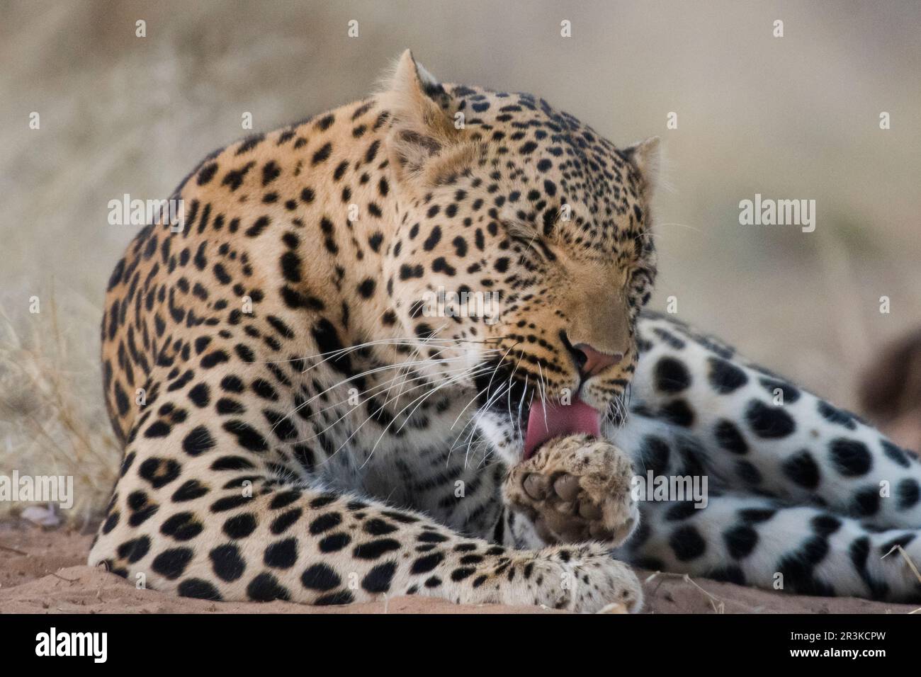 African leopard (Panthera pardus) grooming, Zelda guest farm, Gobabis ...