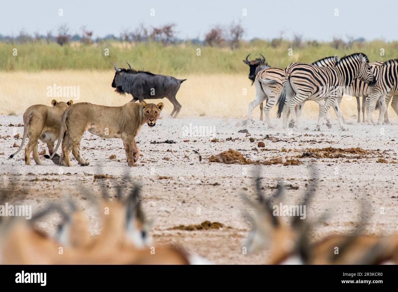 Lion (Panthera leo) with Plains Zebra (Equus quagga), Springbok ...