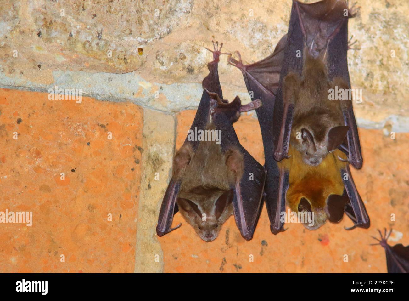 Slit-faced bat (Nycteris sp), Nycteris macrotis ou grandis ? Casamance ...