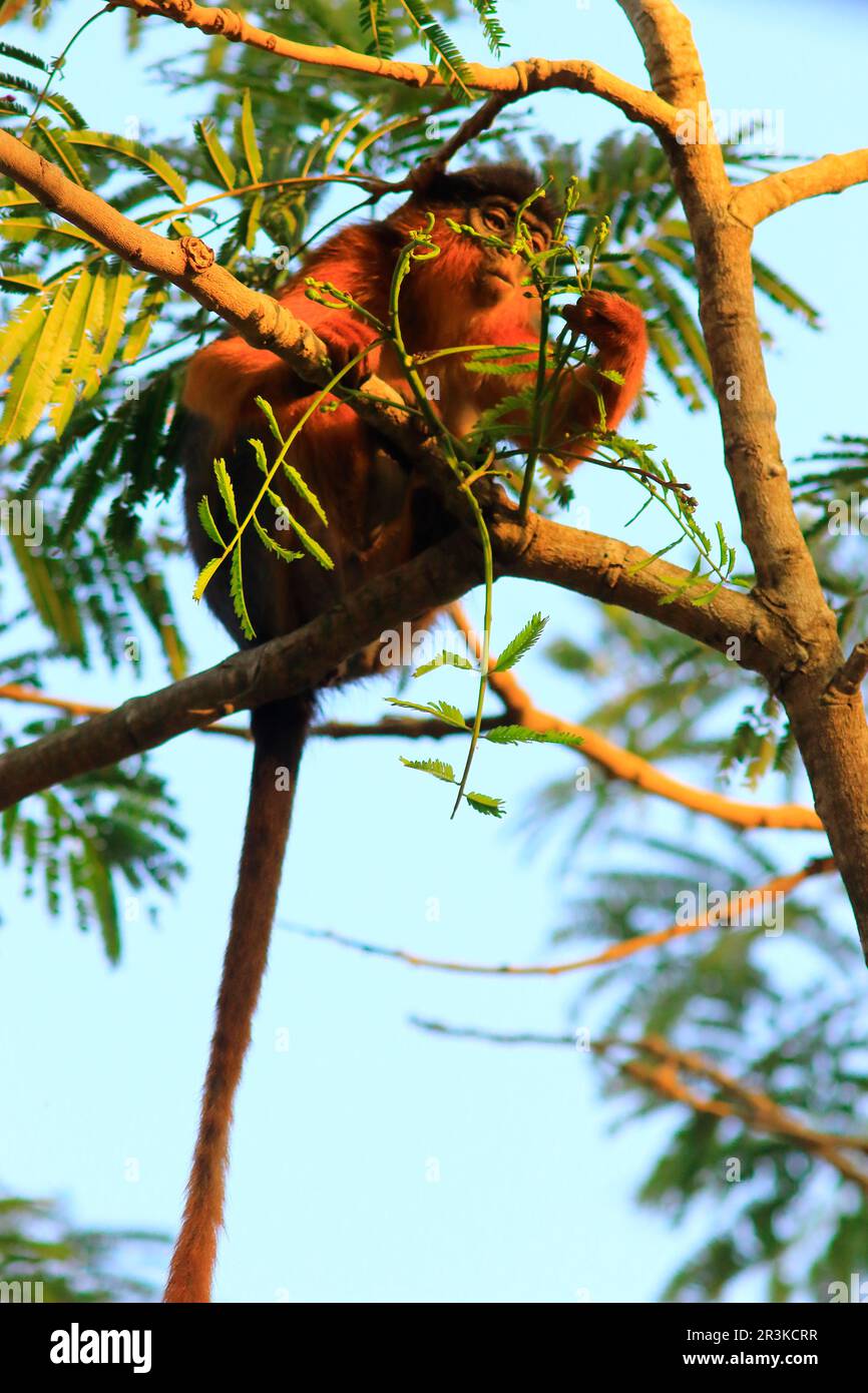 Western Red Colobus (Piliocolobus badius) in a tree, Casamance, Senegal ...