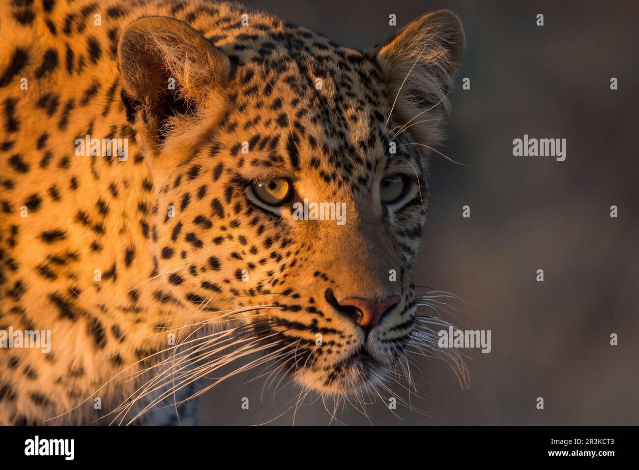 African leopard (Panthera pardus) portrait in the savanna, Zelda guest ...
