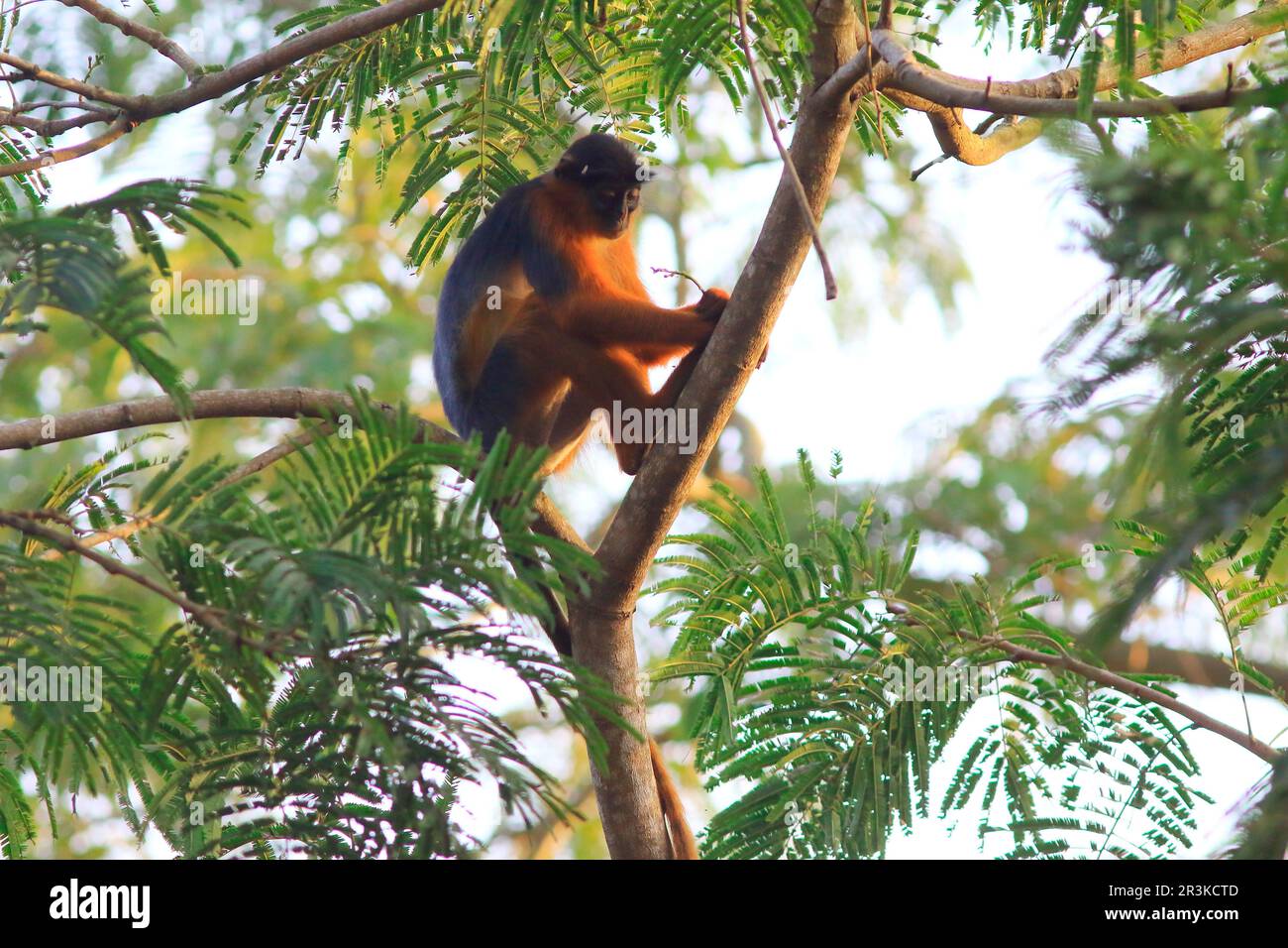 Western Red Colobus (Piliocolobus badius) in a tree, Casamance, Senegal ...