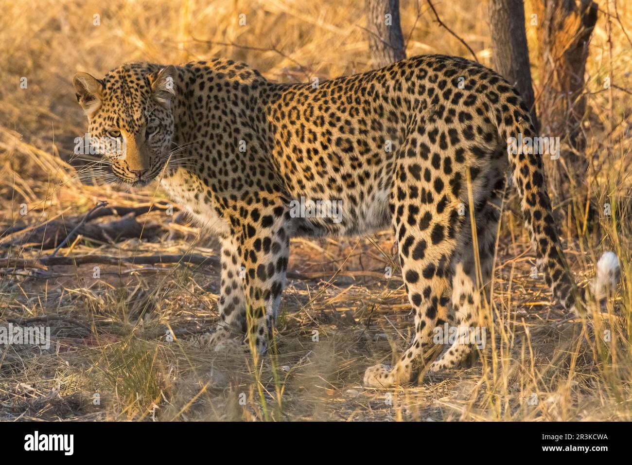 African leopard (Panthera pardus) in the savanna, Zelda guest farm ...