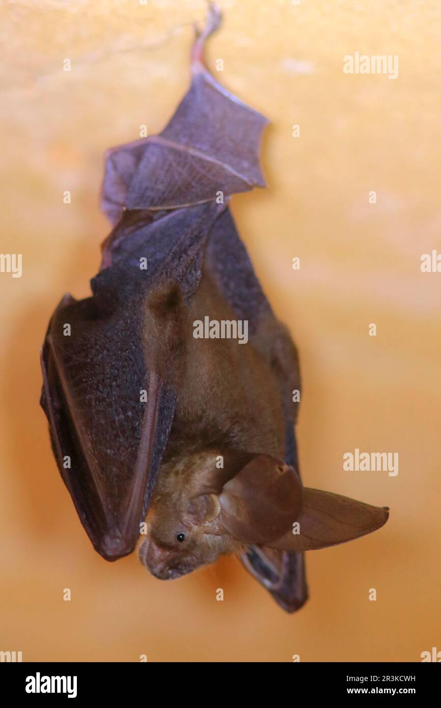 Slit Faced Bat