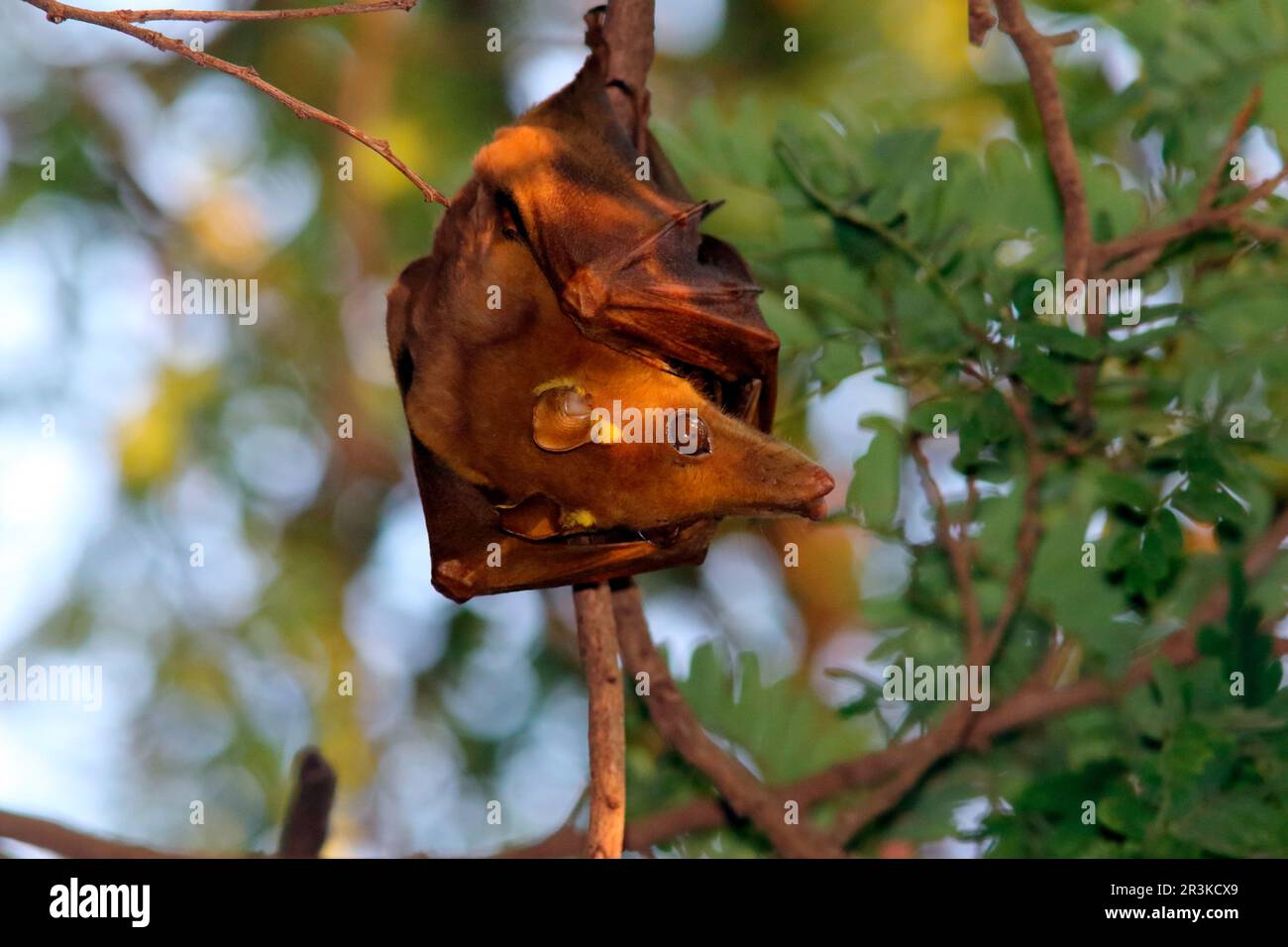 Epauletted fruit bat epomophorus sp hi-res stock photography and images ...