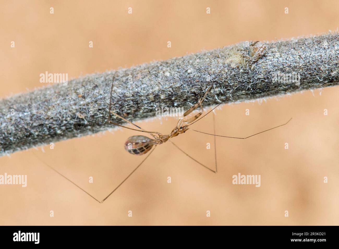 Masked hunter (Reduviidae sp) on twig, Okonjima private game reserve ...