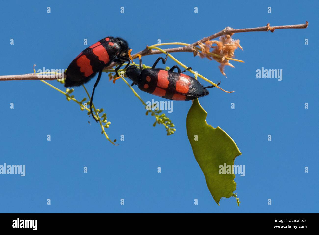 Blister beetle (Meloidae sp) on twig, Namibia Stock Photo - Alamy