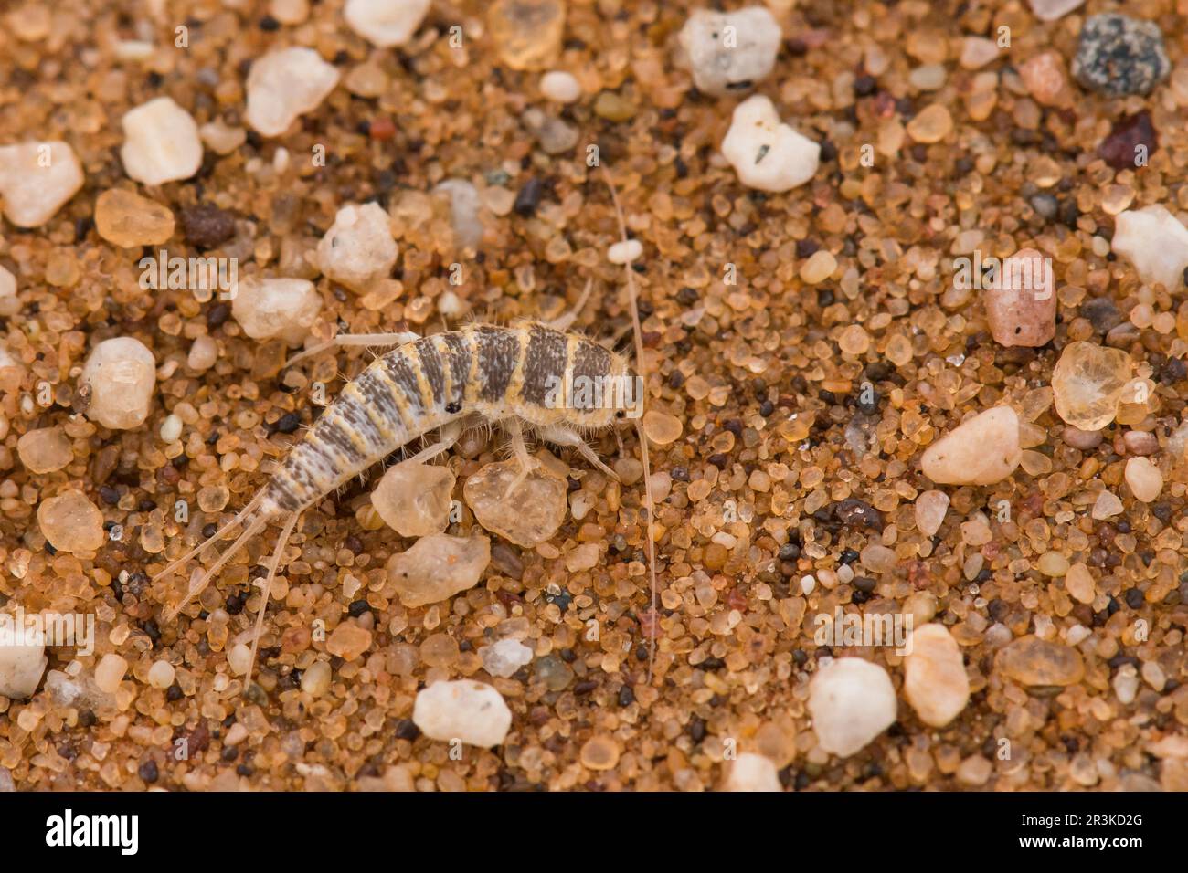 Lepismatidae sp. on sand, Gobabeb, Namib Desert, Namibia Stock Photo ...