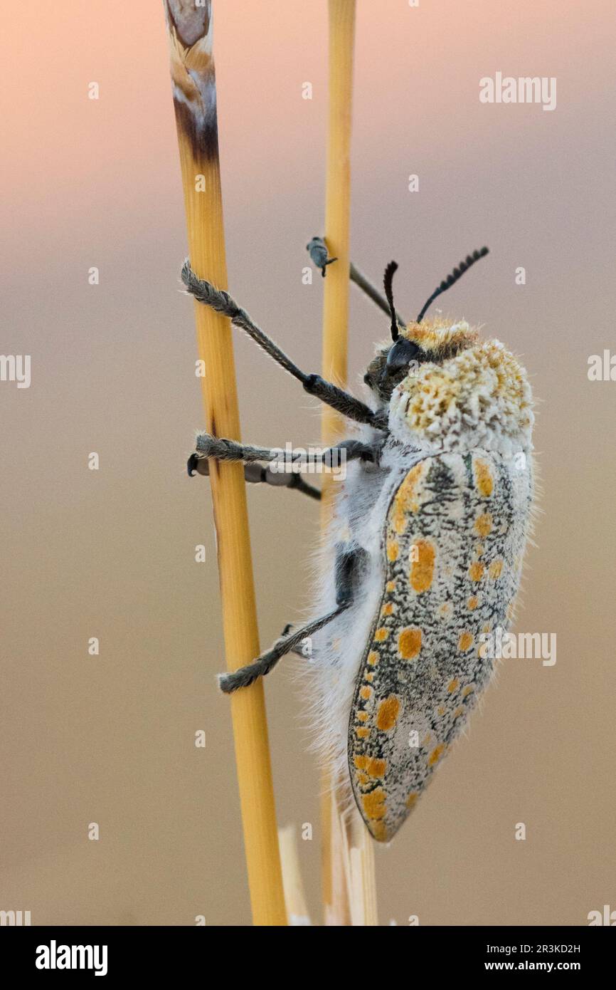 Woodborer (Buprestidae sp) on a stem, Sesriem, Namib desert, Namibie ...