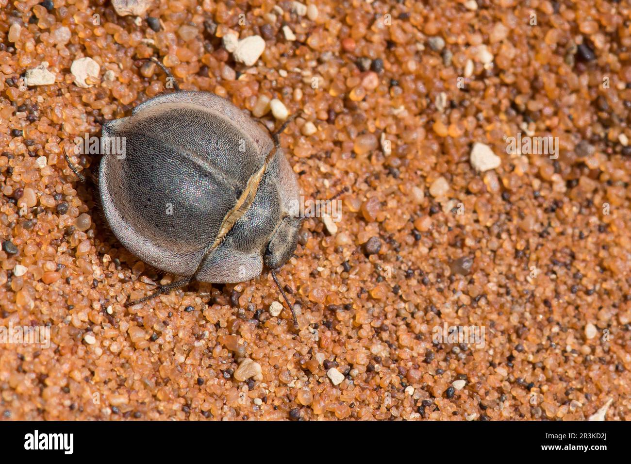 Fog-trapping beetle (Lepidochora discoidalis), Toktokky, on sand, Namib ...