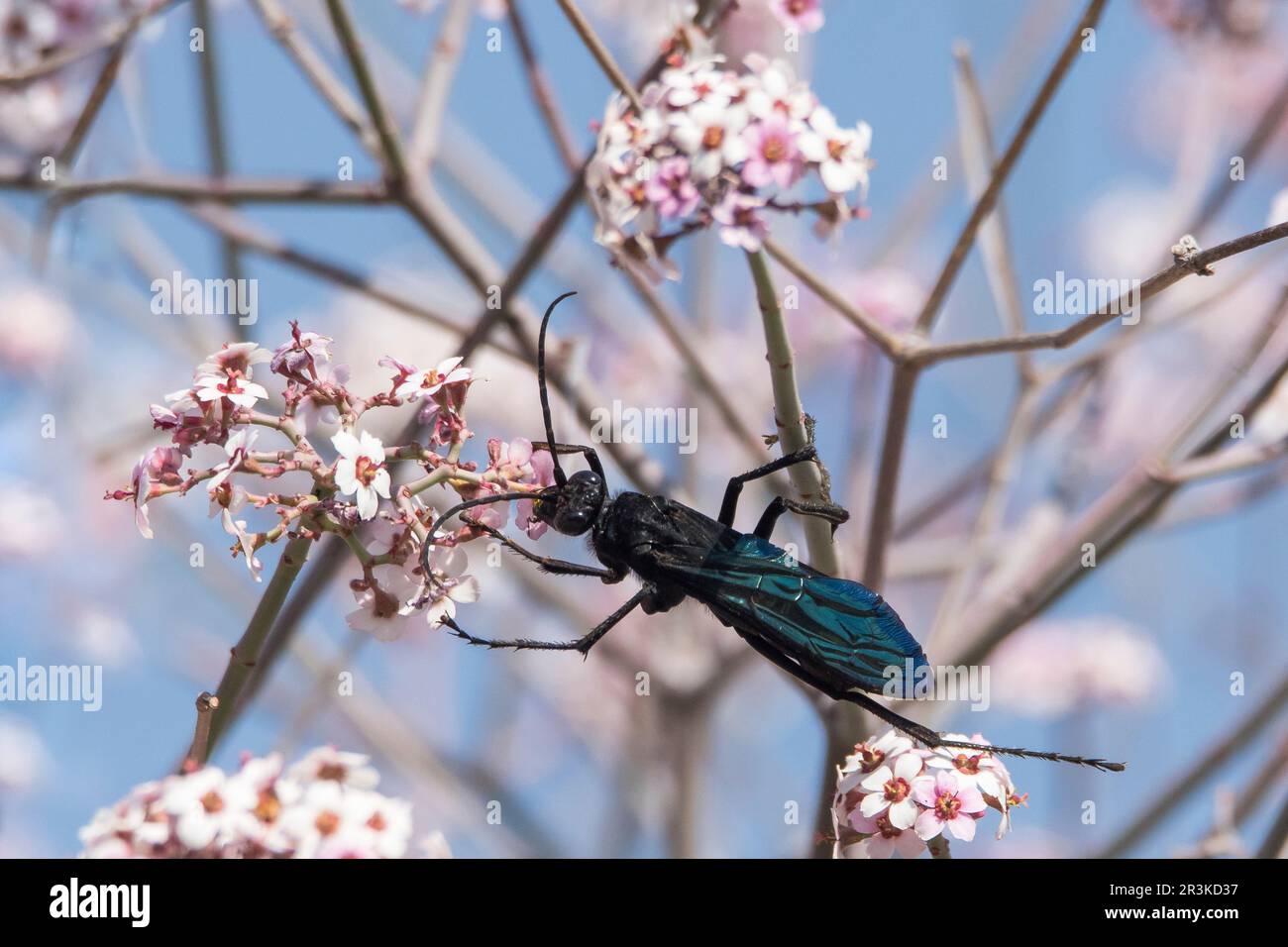 Desert Wasp (Pompilidae sp) on flowers, Namibia Stock Photo - Alamy