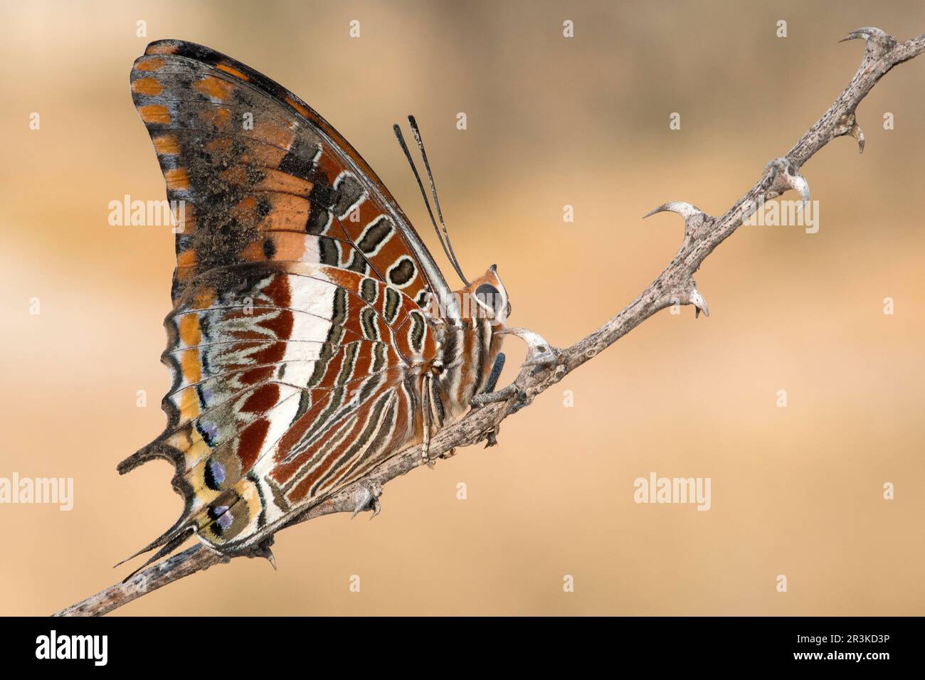 Two-tailed Pasha (Charaxes jasius) on twig, Namibia Stock Photo - Alamy