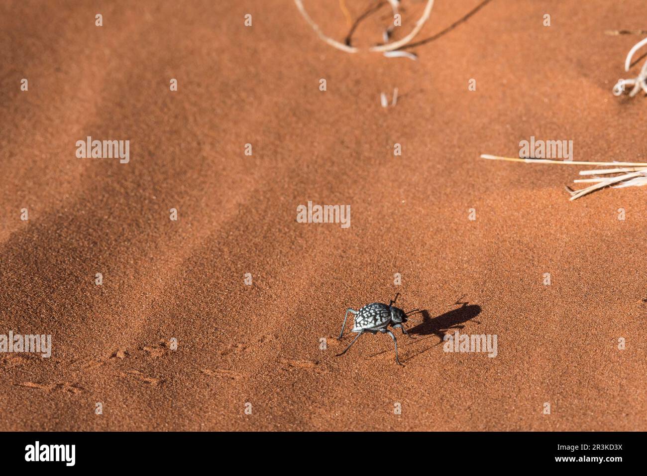 Desert beetle (Tenebrionidae sp), beetle on sand, Namib Rand Familie ...