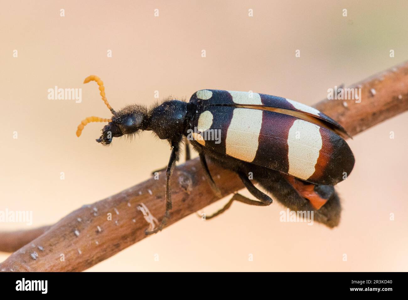Blister beetle (Meloidae sp) with form, on twig, Namibia Stock Photo ...